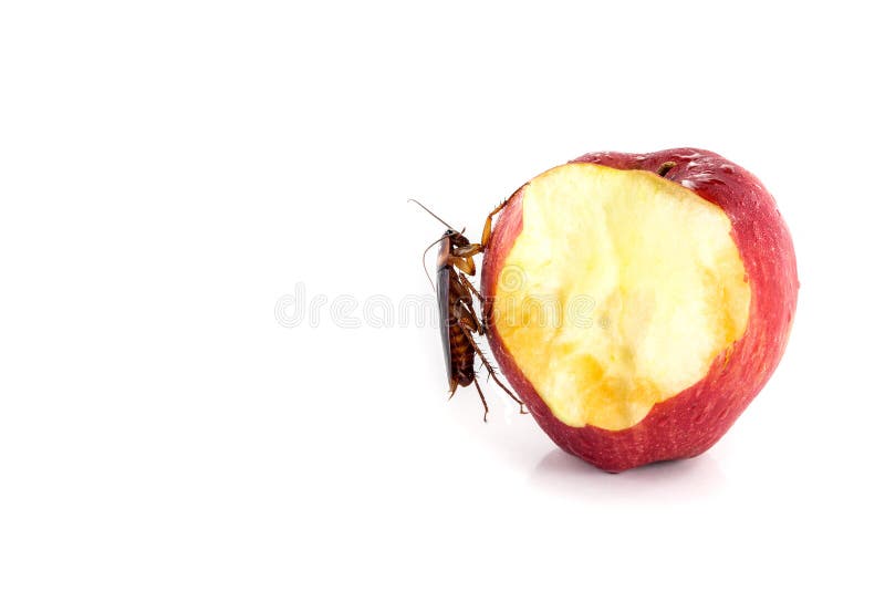 Cockroach Eat Fruit Stock Photos - Free & Royalty-Free Stock Photos ...