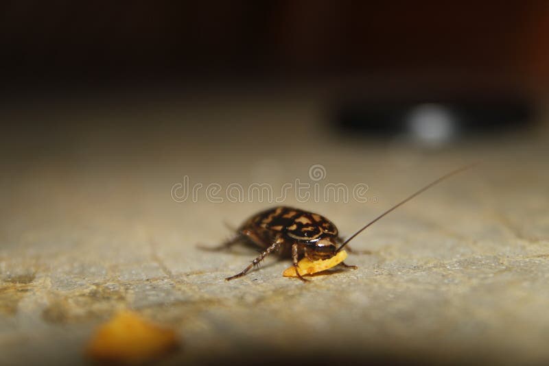 Cockroach eats chips stock photo. Image of struggles - 40309220