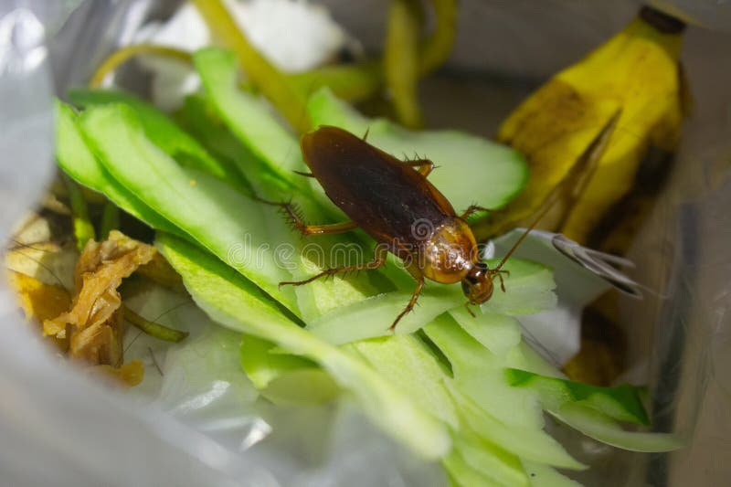 Cockroach Eats Organic Fresh Green Vegetable Peels Stock Photo - Image ...