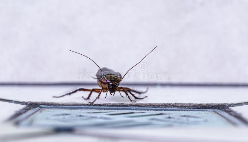 Cockroach Entering a Dirty Bathroom Drain. Poor Hygiene, Problem with ...