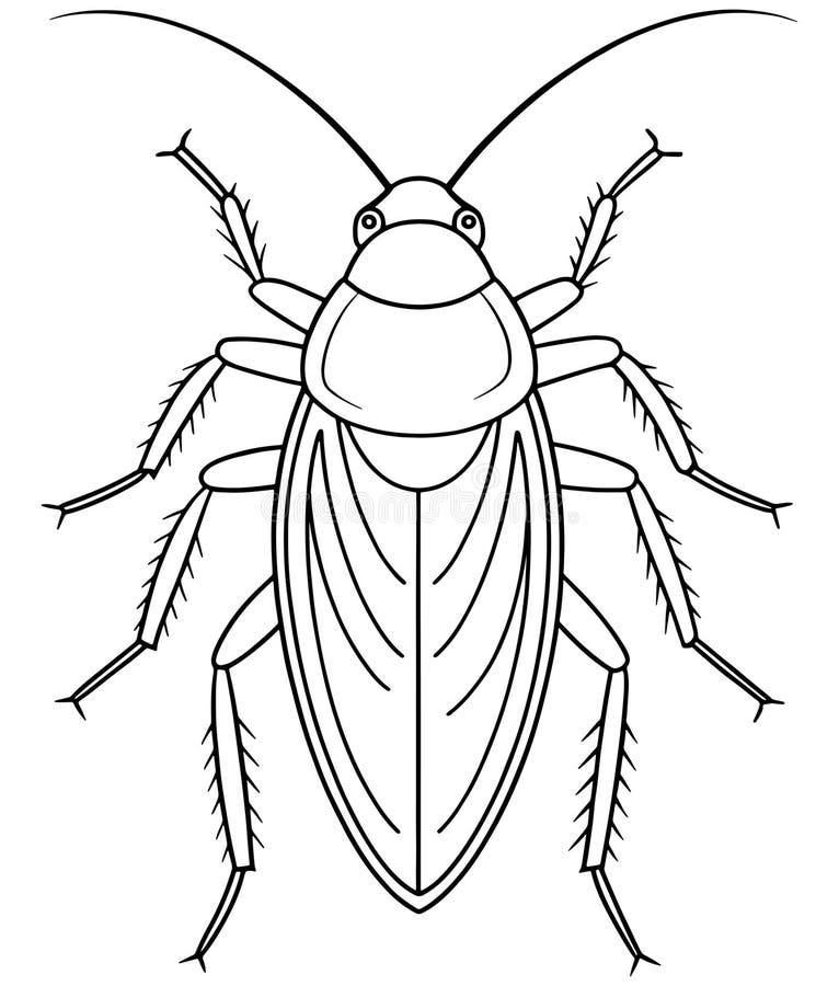 Cockroach Entomology Line Drawing for Science and Educational Coloring ...