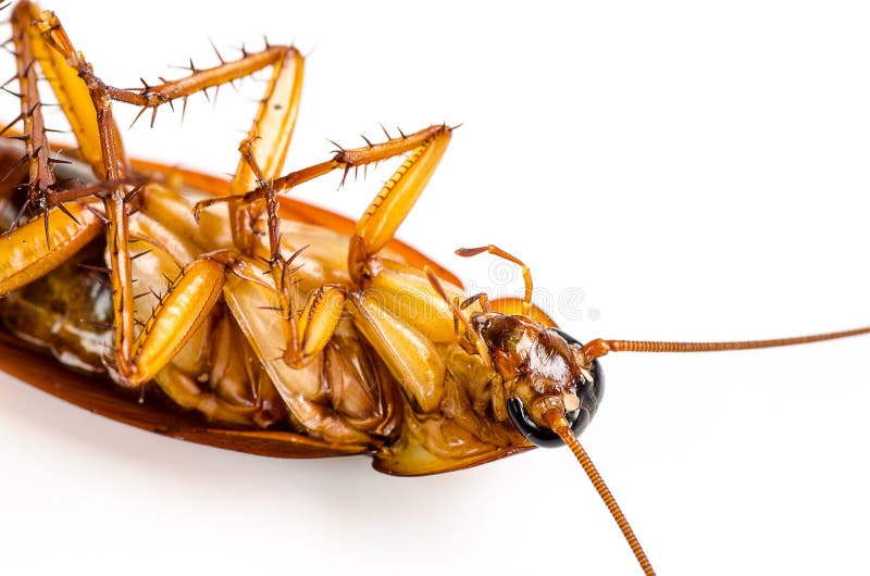 Cockroach-Face stock image. Image of ugliness, macro - 38635615