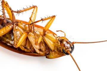 Cockroach-Face stock image. Image of ugliness, macro - 38635615