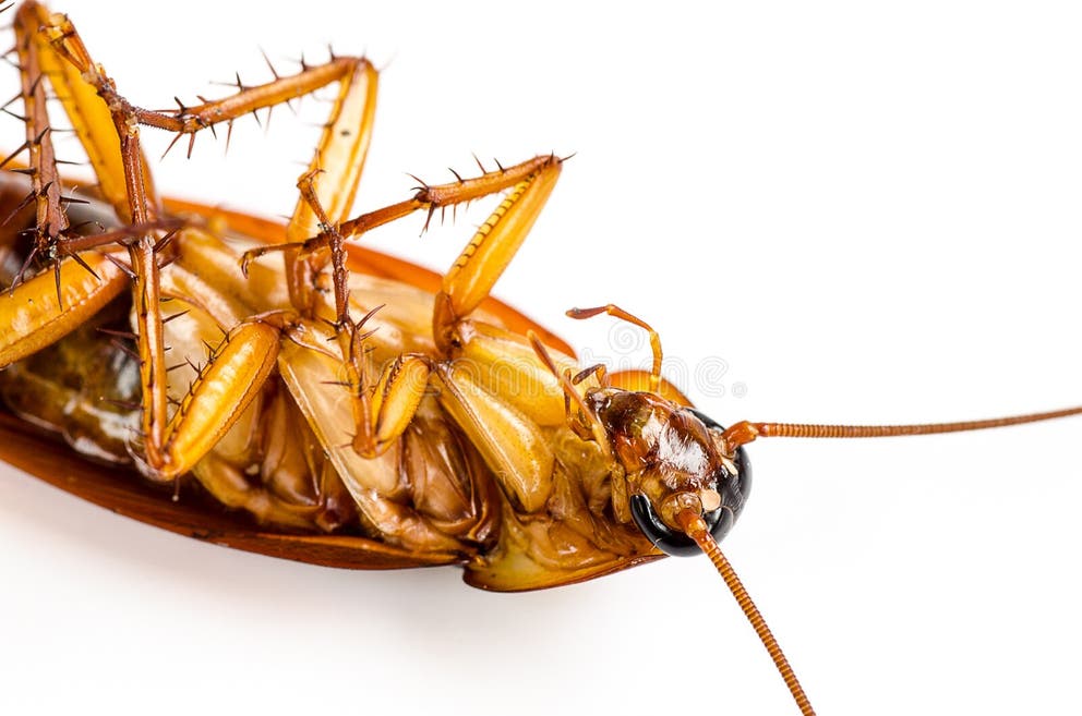 Cockroach-Face stock image. Image of ugliness, macro - 38635615