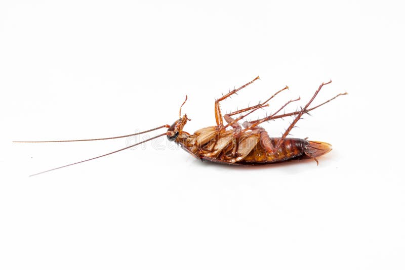 Dead Cockroaches White Background Stock Photo - Image of cockroach ...