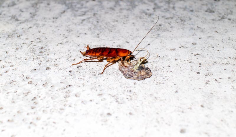A Cockroach Feeding with Copy Space Stock Photo - Image of town, night ...