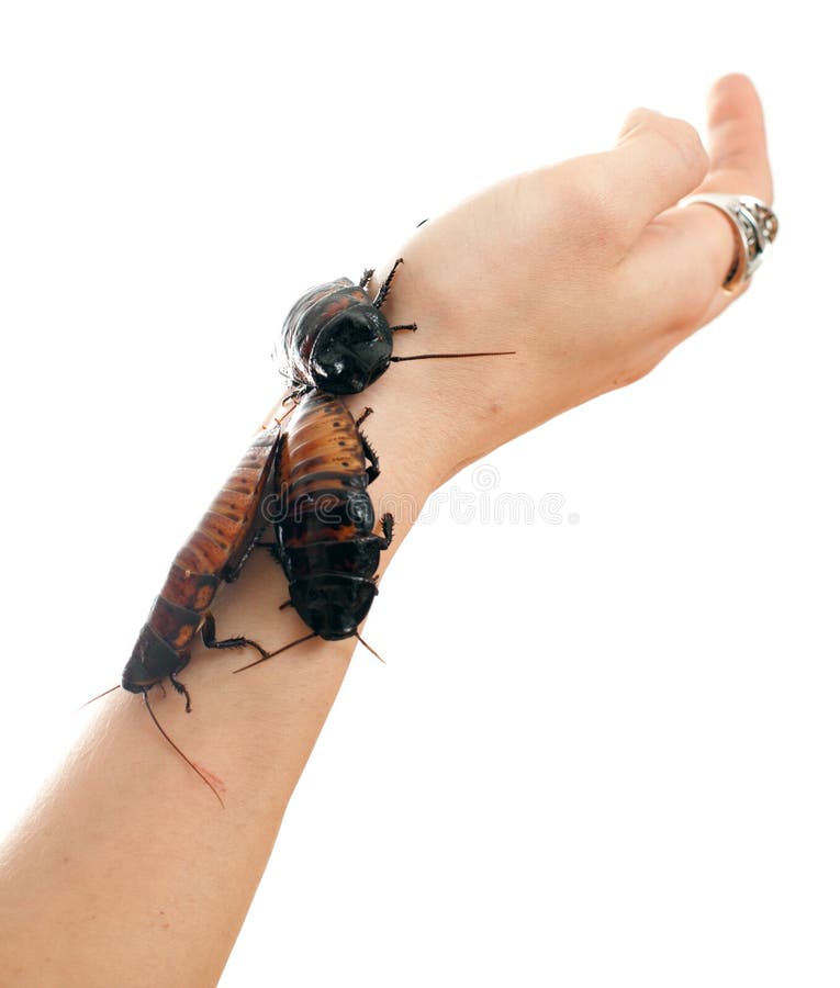 639 Big Cockroach Photos - Free & Royalty-Free Stock Photos from Dreamstime