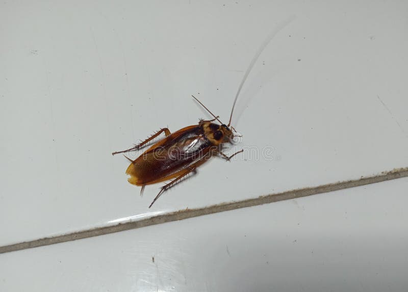 A cockroach on the floor stock image. Image of floor - 321772093