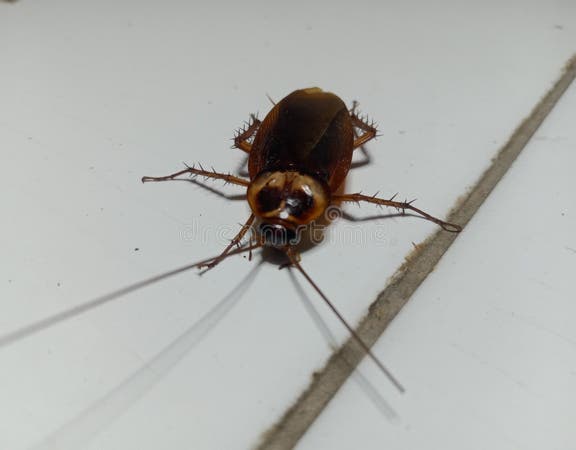 A cockroach on the floor stock photo. Image of dirty - 321772130