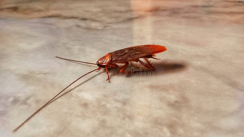 A Cockroach on the Floor with a Stiff Body Stock Photo - Image of home ...