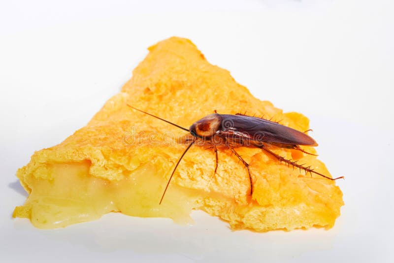 Cockroach on Food in the Kitchen, Stock Image - Image of household ...
