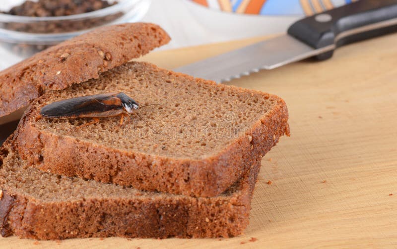 Cockroach on Food in the Kitchen. the Problem is in the House because ...