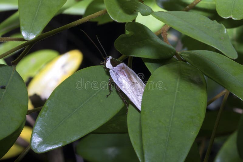Cockroach Genus Blabera, Madagascar Stock Photo - Image of hygiene ...