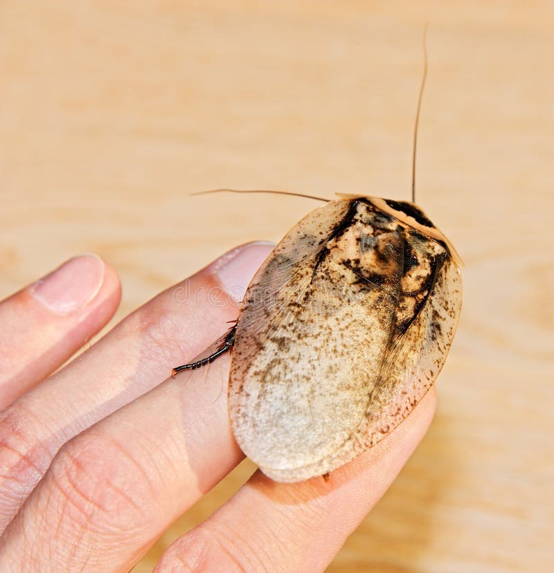 Cockroach on hand stock photo. Image of shot, archimandrita - 40314170