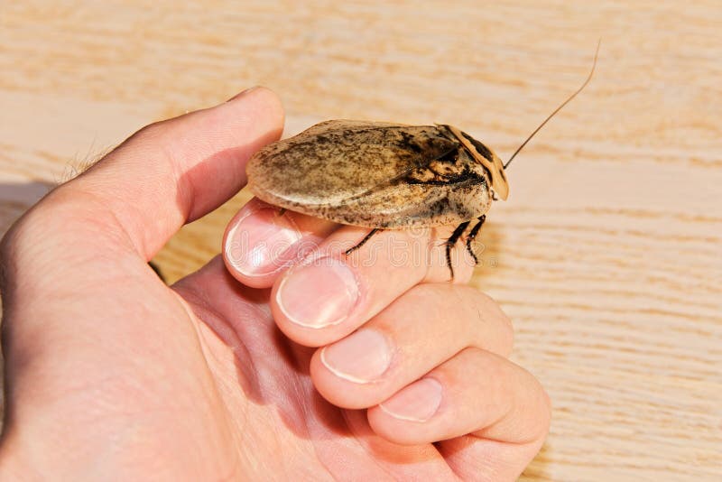 Cockroach on hand stock photo. Image of objects, archimandrita - 40314206