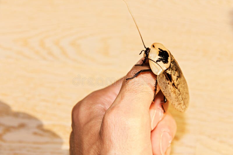 Cockroach on hand stock photo. Image of insect, animals - 40314220