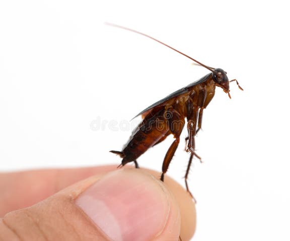 Cockroach in Hand on a White Background Stock Image - Image of control ...