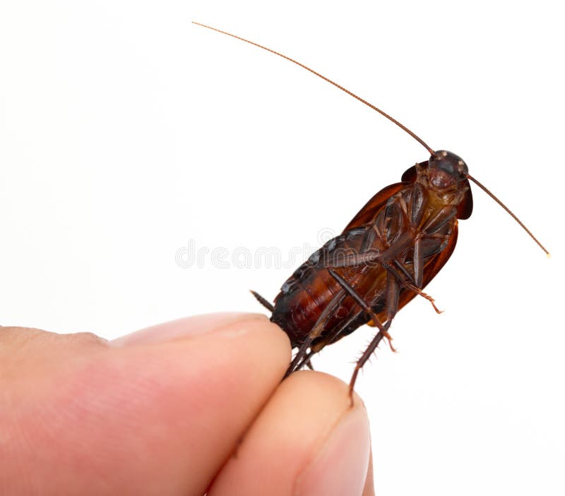 Cockroach in Hand on a White Background Stock Photo - Image of clean ...