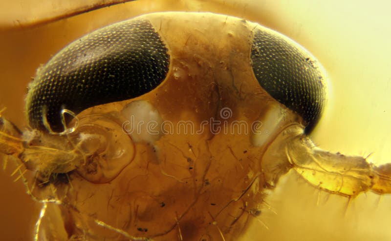 Cockroach stock image. Image of insect, microscopic, microscope - 76548703