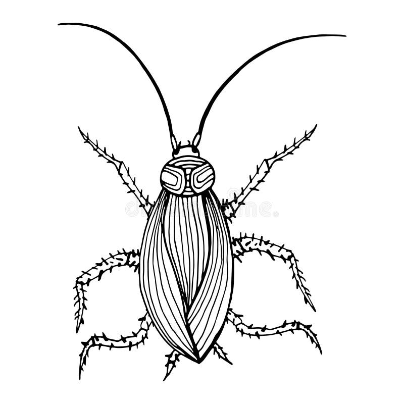 Cockroach Illustration, Drawing, Engraving, Ink, Line Art, Vector Stock ...