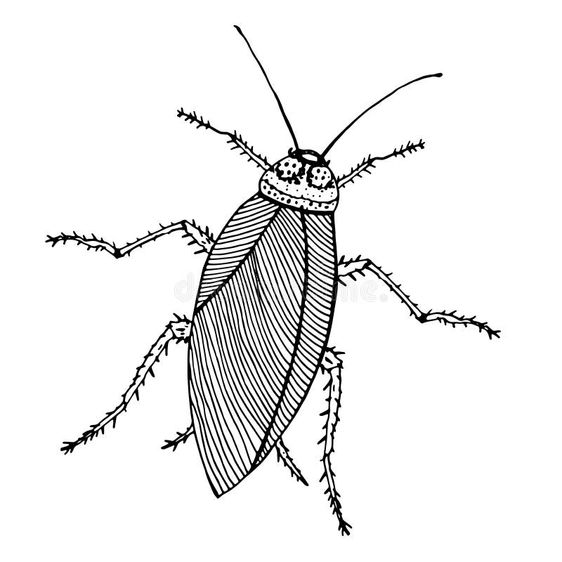 Cockroach Illustration on White Background Stock Vector - Illustration ...