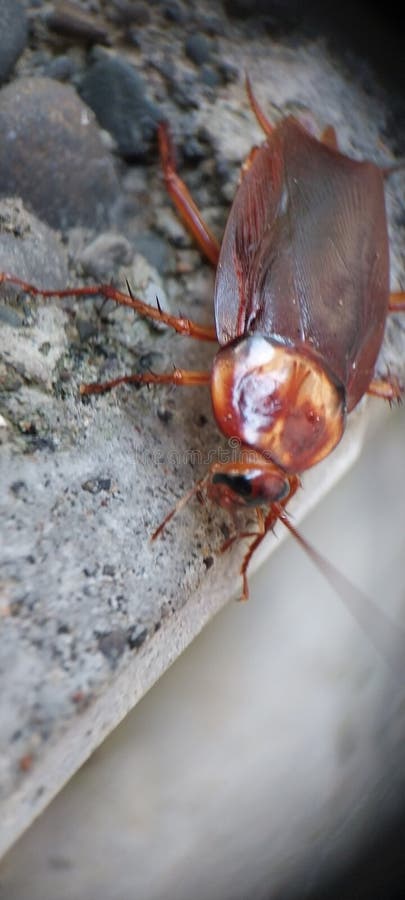 Cockroach Insect Animal from Central Java, Indonesia Stock Image ...