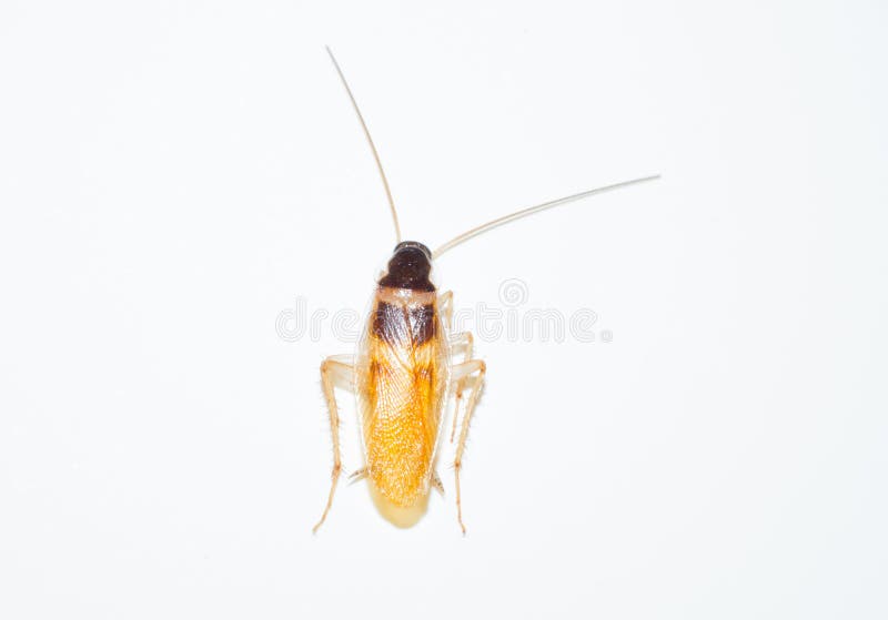 Set of Isolated Cockroach on White Background. Closeup Madagascar ...