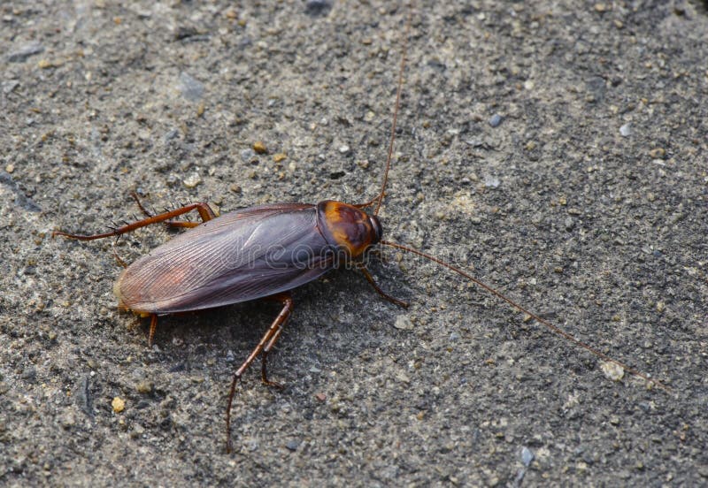 Cockroach insect on road stock photo. Image of floor - 117050210