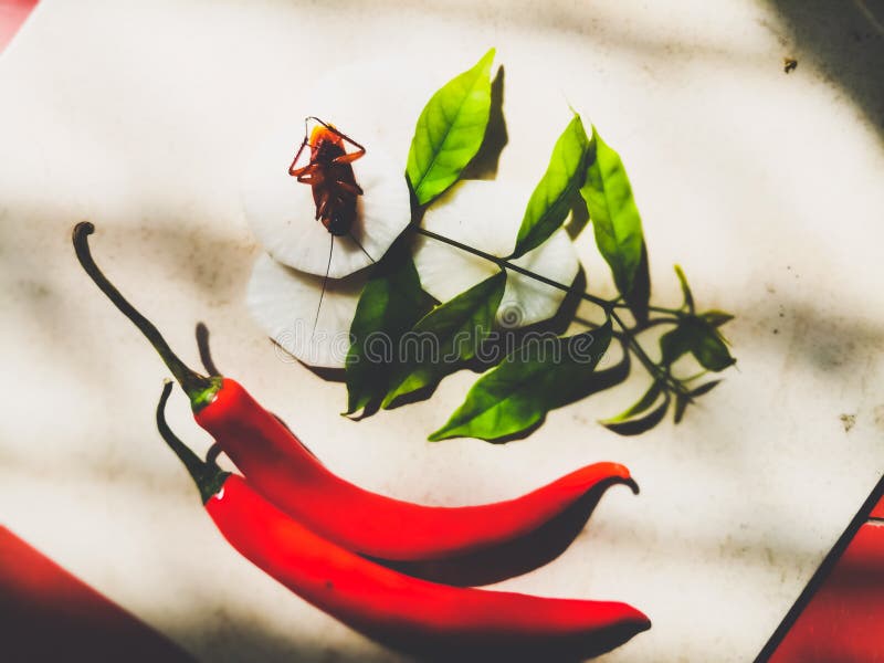 Cockroach stock image. Image of running, insects, cockroach - 130434151