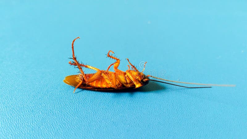 Cockroach inverted stock photo. Image of crawly, environment - 349944512