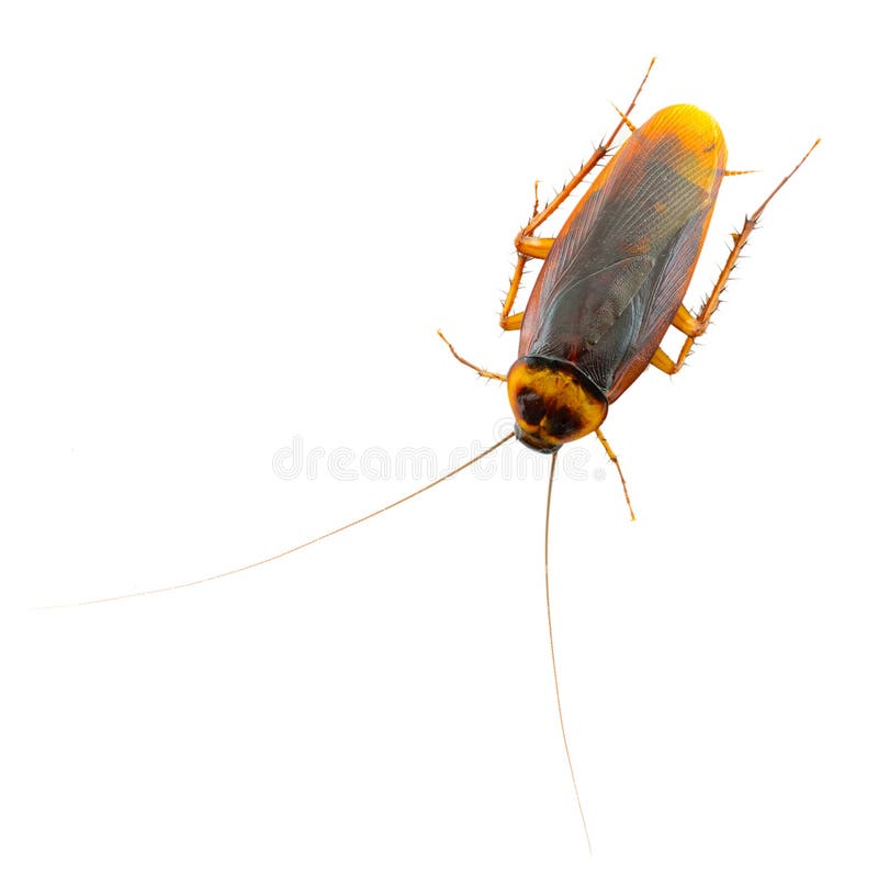 Cockroach stock photo. Image of animal, closeup, lying - 32150548