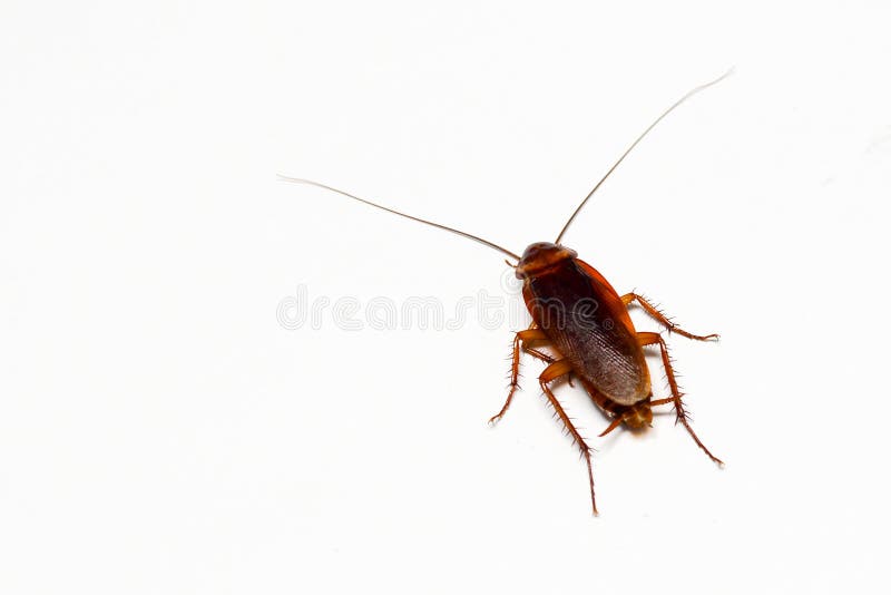 Cockroach on White Background Stock Image - Image of insect, white ...