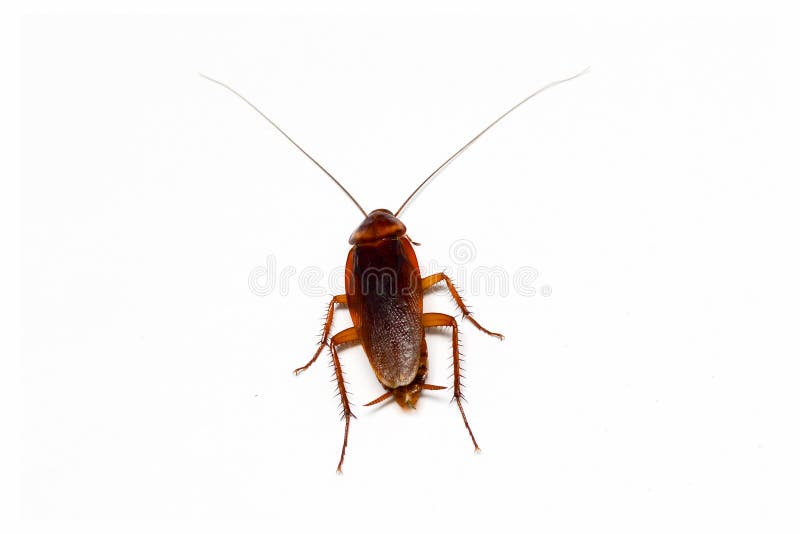 Cockroach on White Background Stock Image - Image of dirty, urban: 89437419