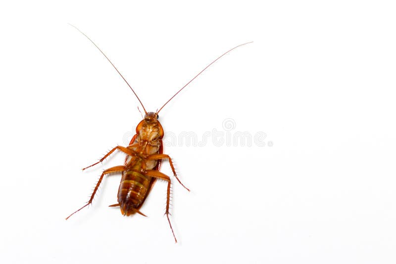 Cockroach on White Background Stock Image - Image of insect, white ...