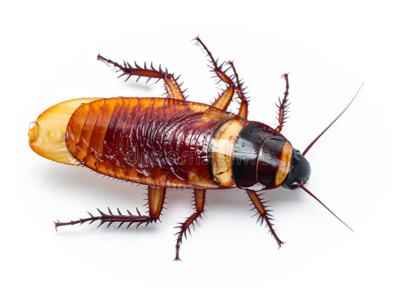 Cockroach Isolated on White Background Stock Photo - Image of wild ...