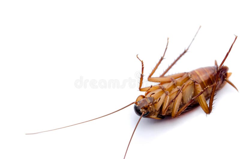 Cockroach isolated. stock image. Image of close, roach - 149711965