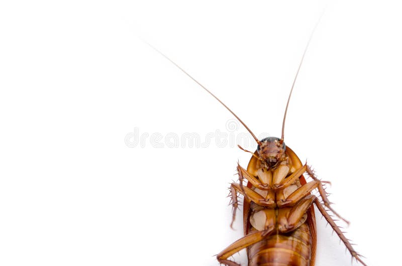 Cockroach isolated. stock image. Image of dying, insect - 149711995
