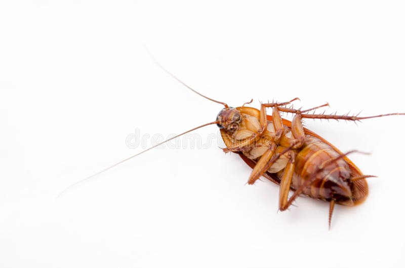 Cockroach isolated. stock image. Image of dying, pest - 148343163