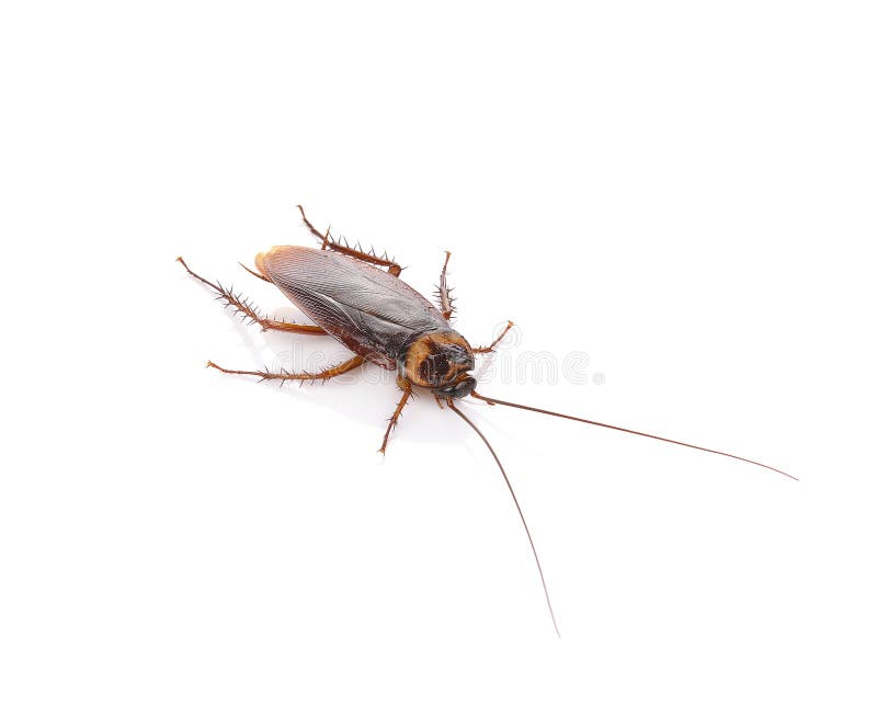 Cockroach Isolated on a White Background. Stock Image - Image of dirt ...