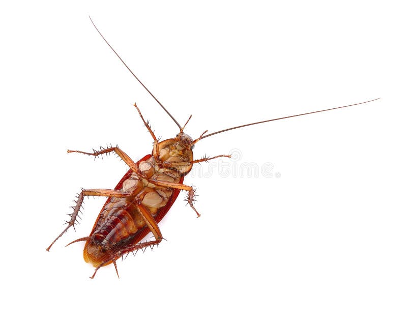 Cockroach Isolated on a White Background. Stock Photo - Image of living ...