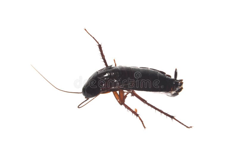 Cockroach Isolated on White Background Stock Photo - Image of head ...