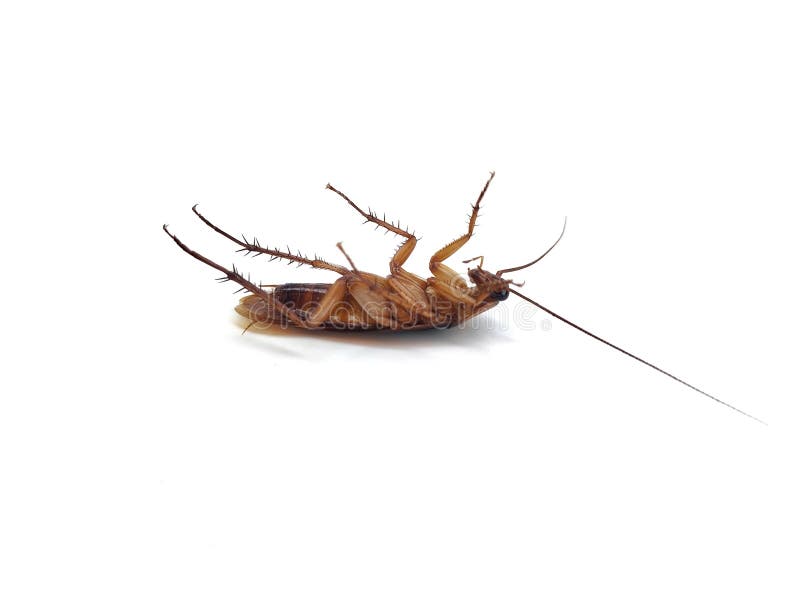 Cockroach Isolated White Background Shoot Close Up Stock Photos - Free ...