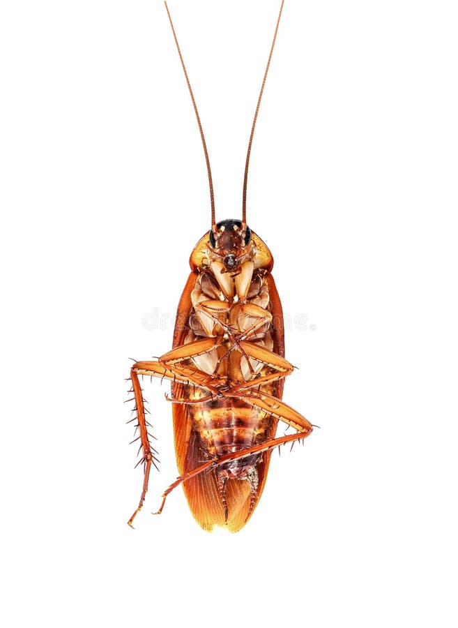 Cockroach Isolated on White Background Stock Image - Image of ugly ...