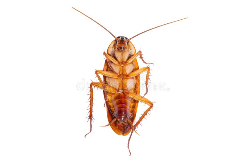 Cockroach Isolated on White Background Stock Image - Image of ...