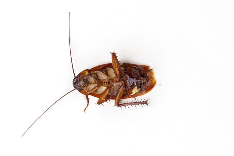 Cockroach Top View Isolated on White Stock Photo - Image of disease ...