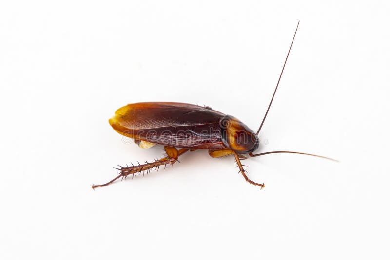 Cockroach Top View Isolated on White Stock Photo - Image of disease ...
