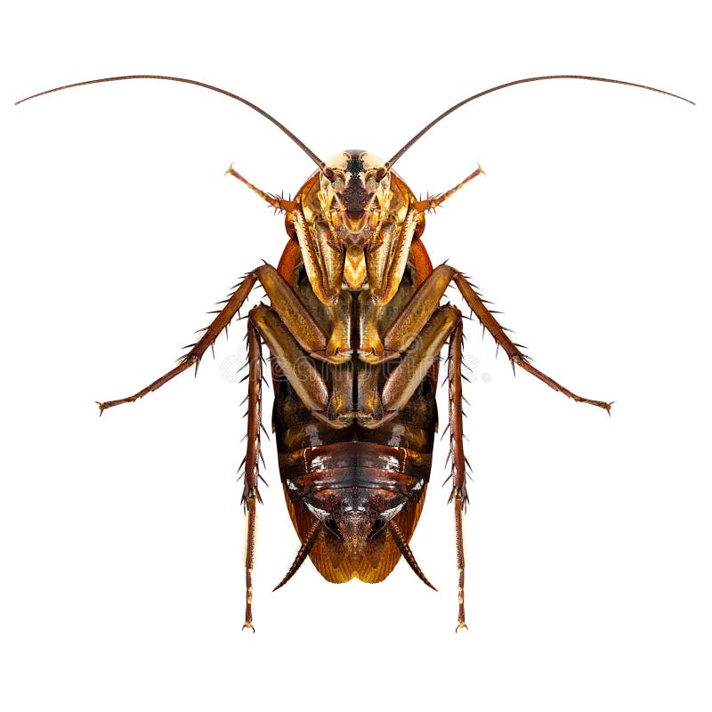 Cockroach Bottom View Isolated on White Stock Photo - Image of insect ...