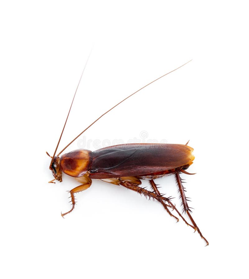 Cockroach Isolated on White Stock Image - Image of dirt, dead: 262728627