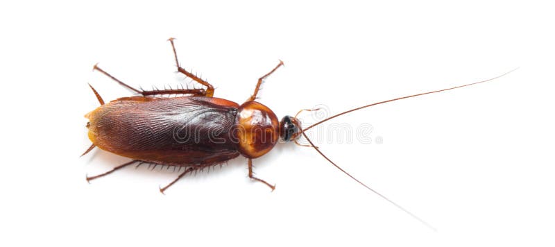 Cockroach Isolated on White Stock Photo - Image of roach, american ...