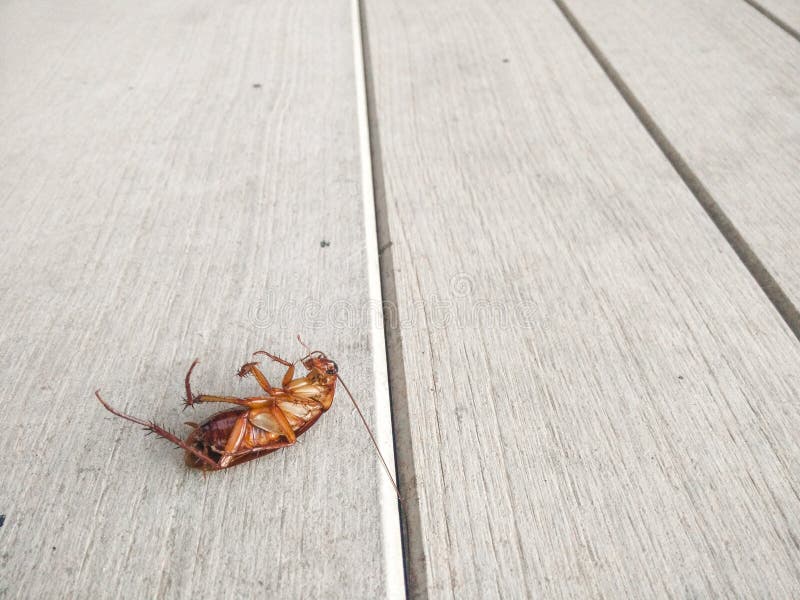 Cockroach Killed on the Floor Stock Image - Image of nature, floor ...